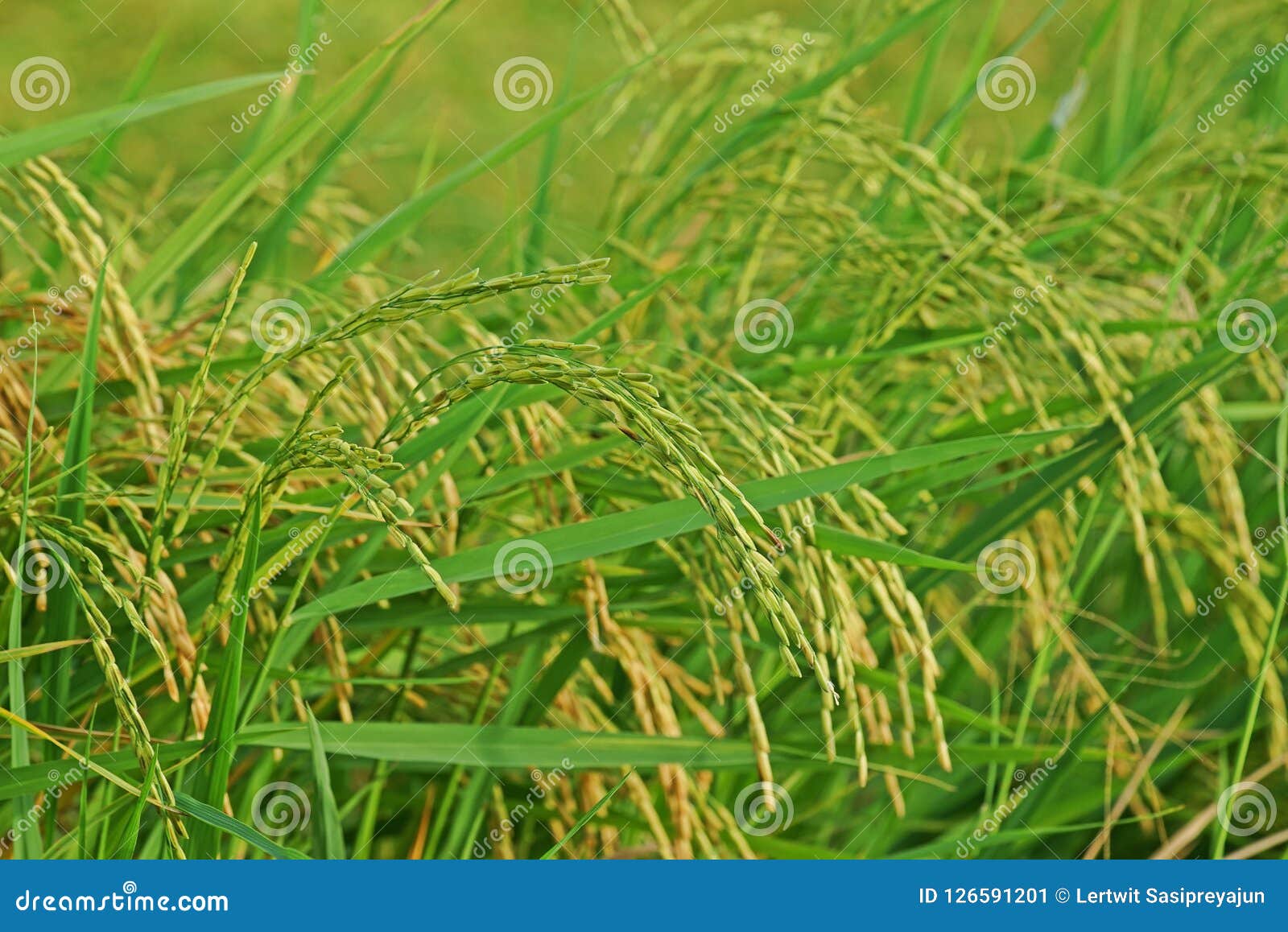 Rice Panicle in Paddy Field Stock Image - Image of plant, ripening ...