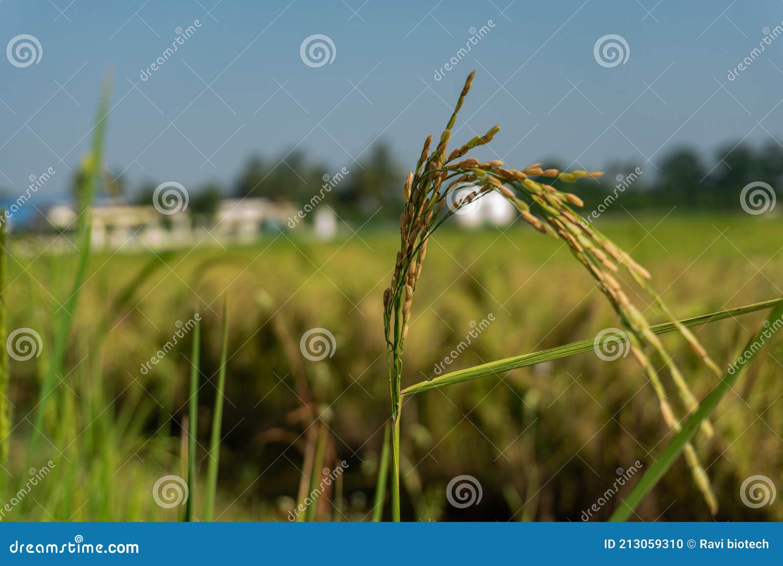 Rice panicle stock photo. Image of panicles, rice, panicle - 213059310