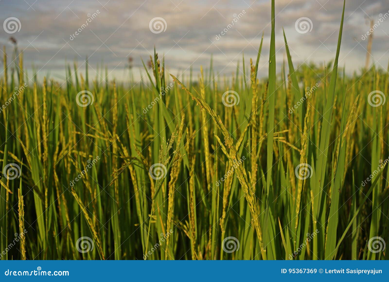 Rice panicle in rice field stock image. Image of field - 95367369
