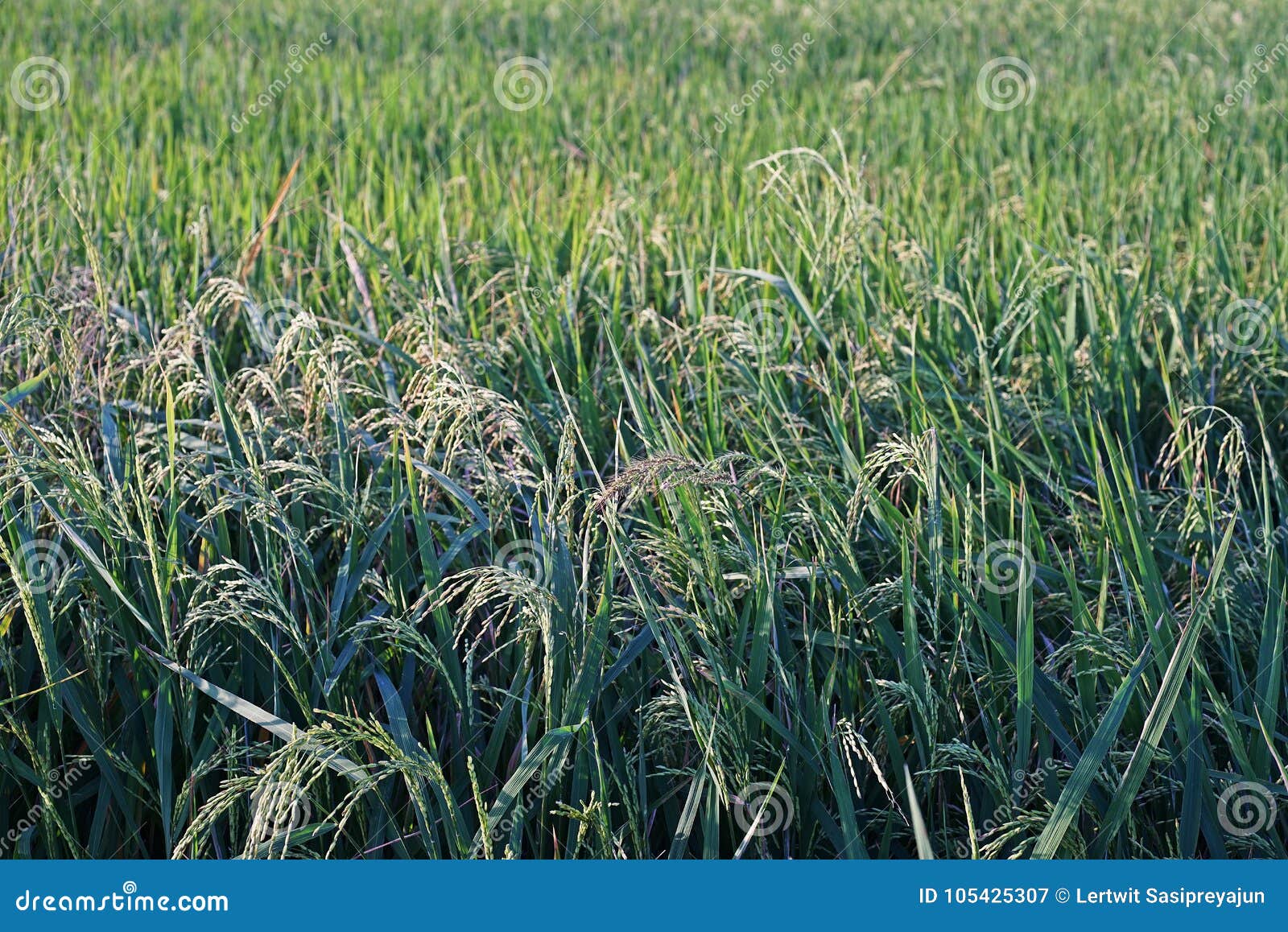 Rice panicle at seed satge stock image. Image of background - 105425307
