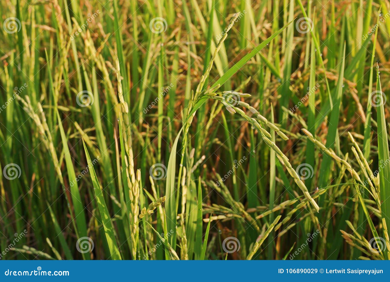 Rice panicle at seed satge stock image. Image of background - 106890029