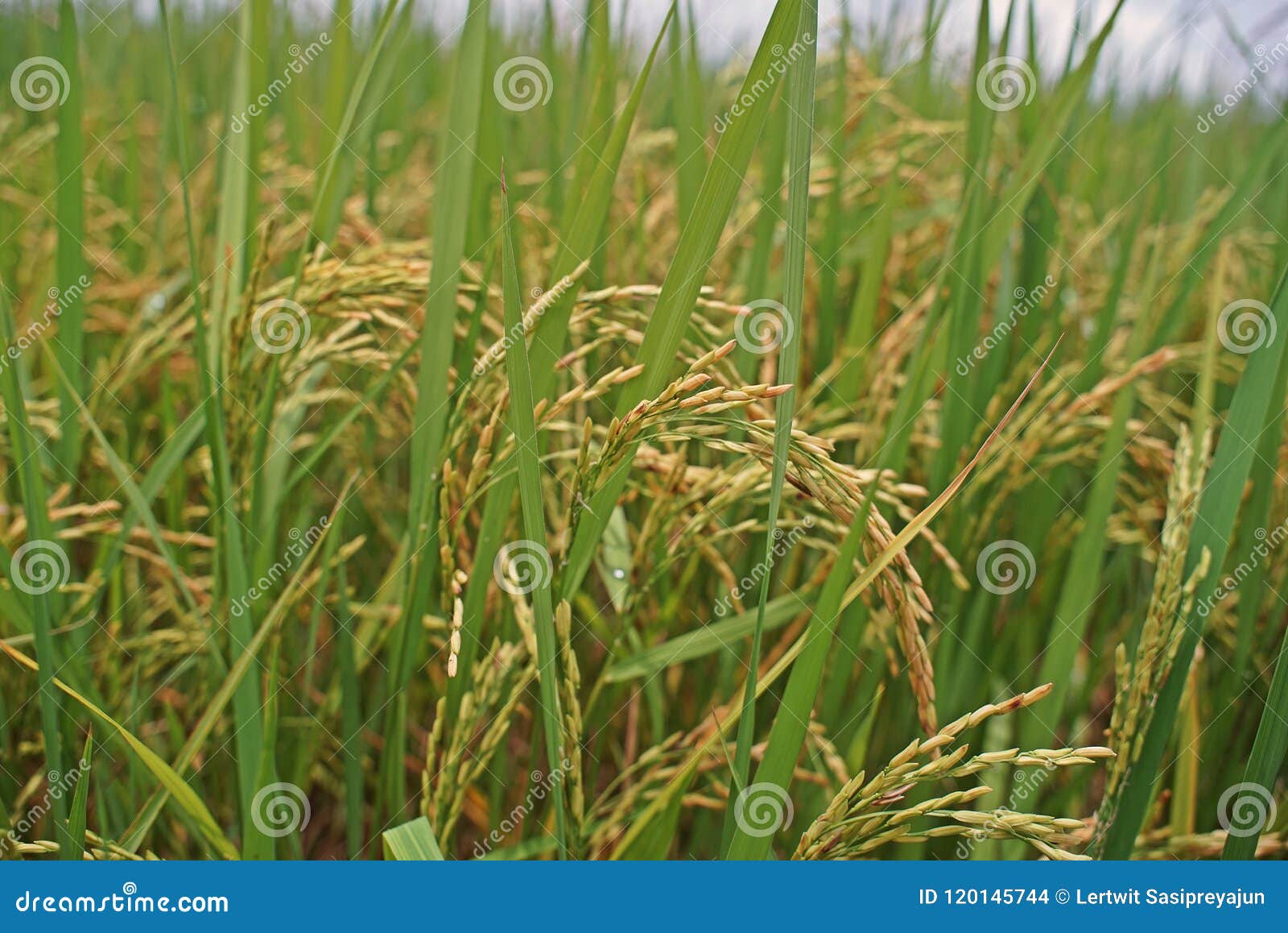 Rice panicle at seed satge stock photo. Image of fields - 120145744
