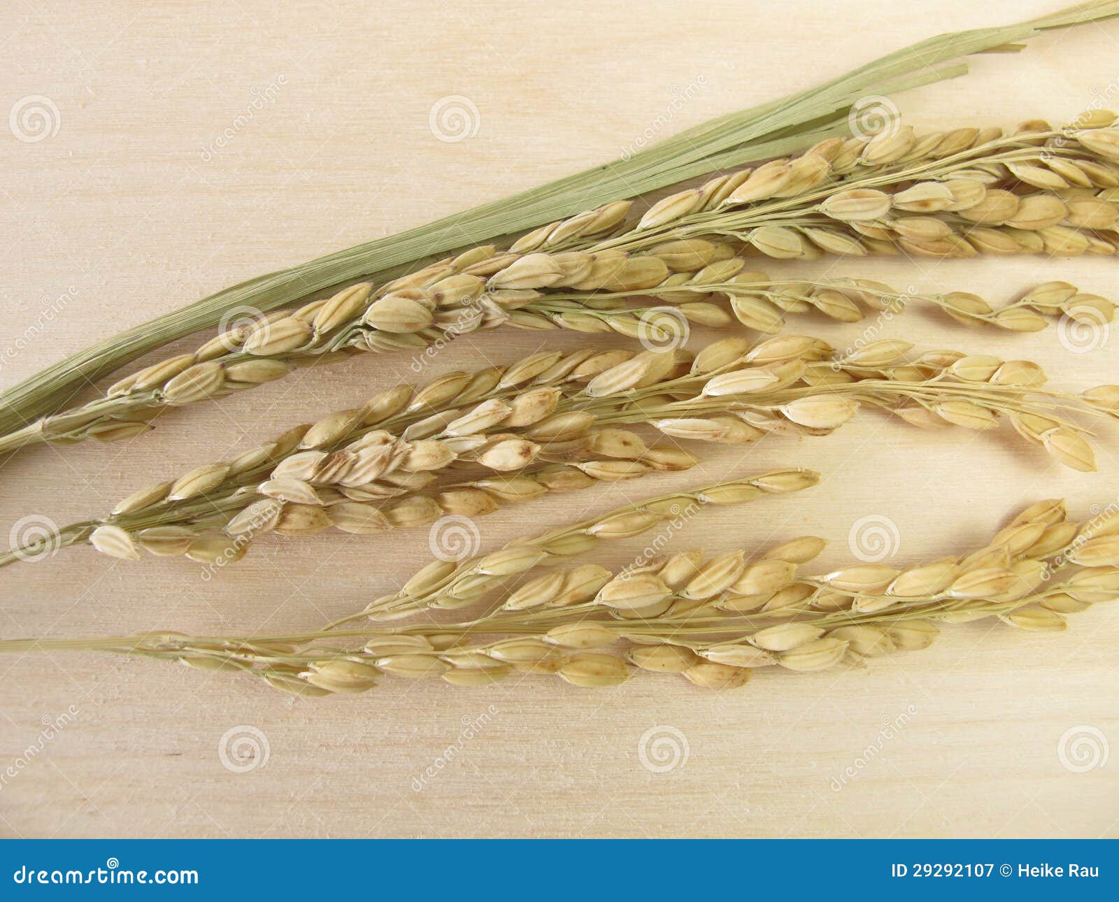 Rice panicles stock image. Image of grain, cereal, panicle - 29292107