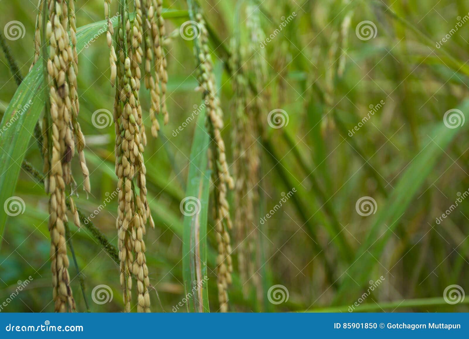 Rice Pants Rice Paddy.ears of Corn Bind Stock Photo - Image of organic ...