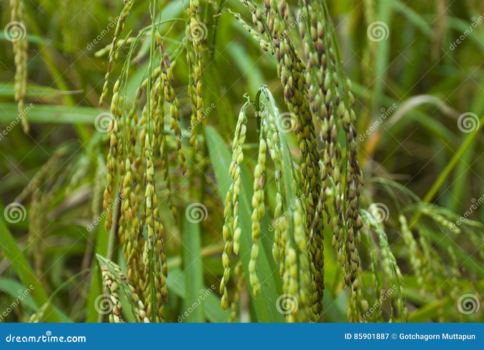 Rice Pants Rice Paddy.ears of Corn Bind Stock Image - Image of paddy ...