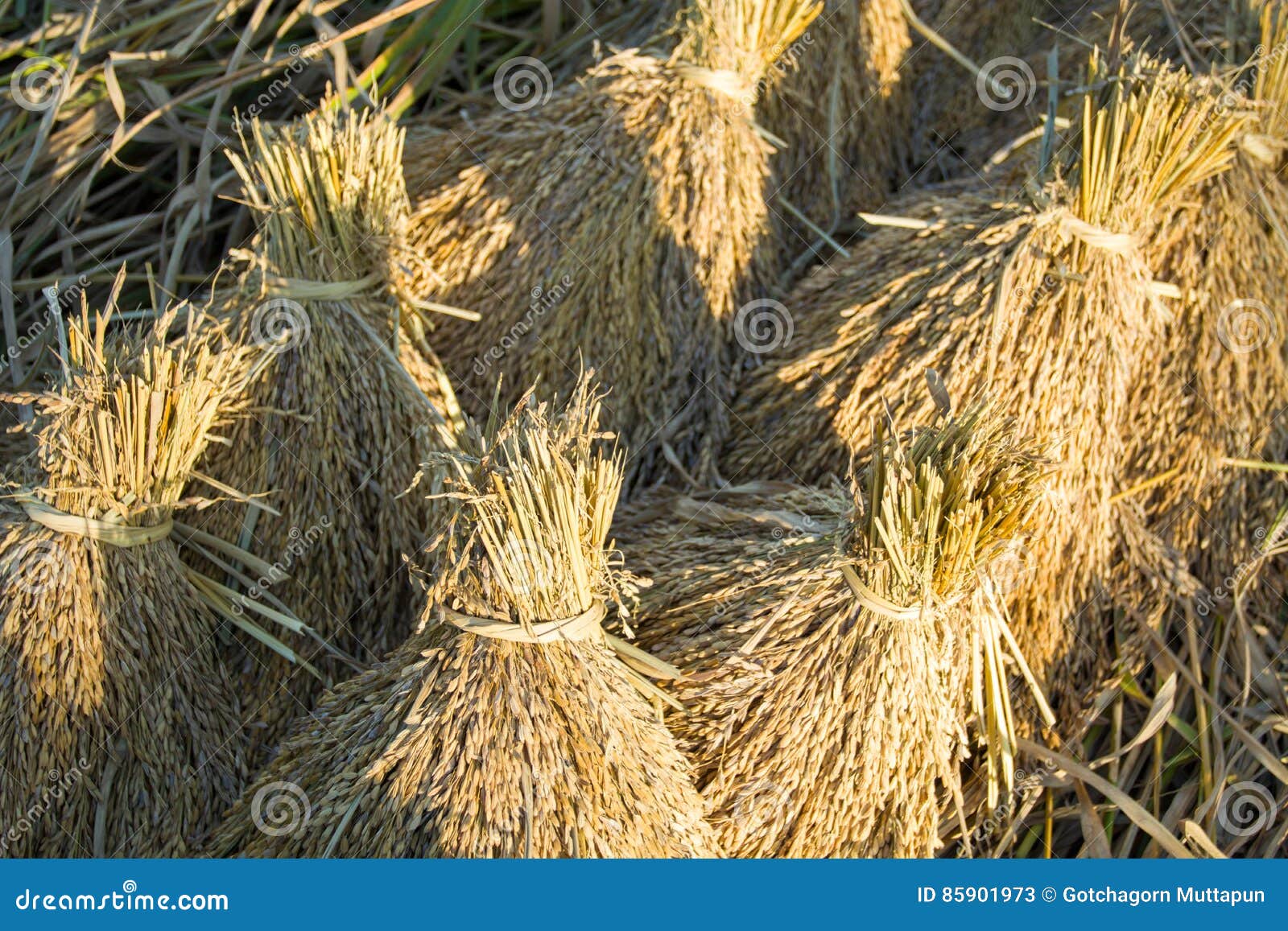 Rice Pants Rice Paddy.ears of Corn Bind Stock Image - Image of leaves ...