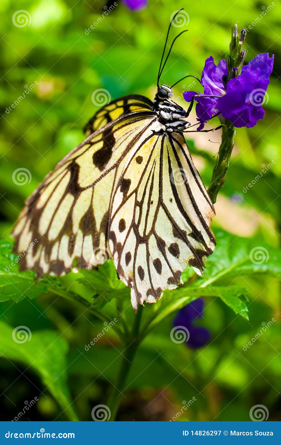 Rice Paper Butterfly stock image. Image of paper, leaf - 14826297