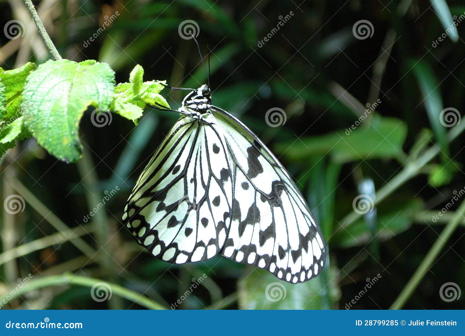 Rice Paper Butterfly stock image. Image of wings, lepidoptera - 28799285