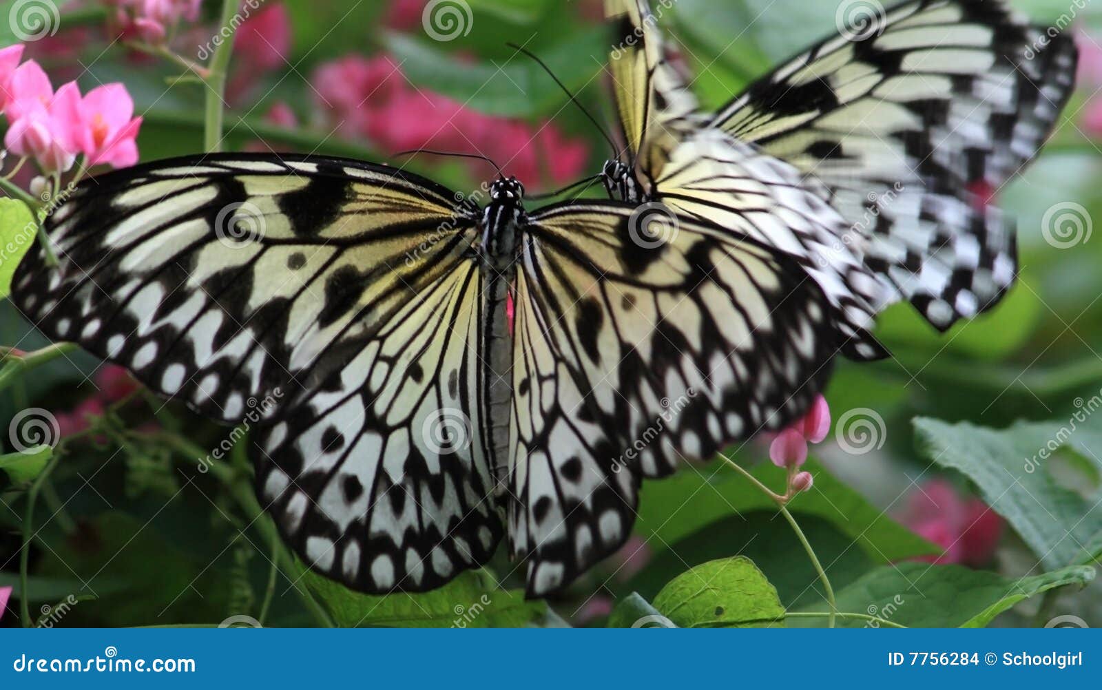 Rice Paper Butterfly (Idea Leuconoe) Stock Photo - Image of black, kite ...