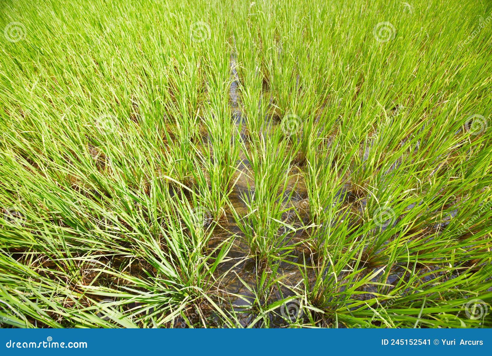 Rice Patterns. High-angle View of a Rice Paddy in Thailand. Stock Image ...