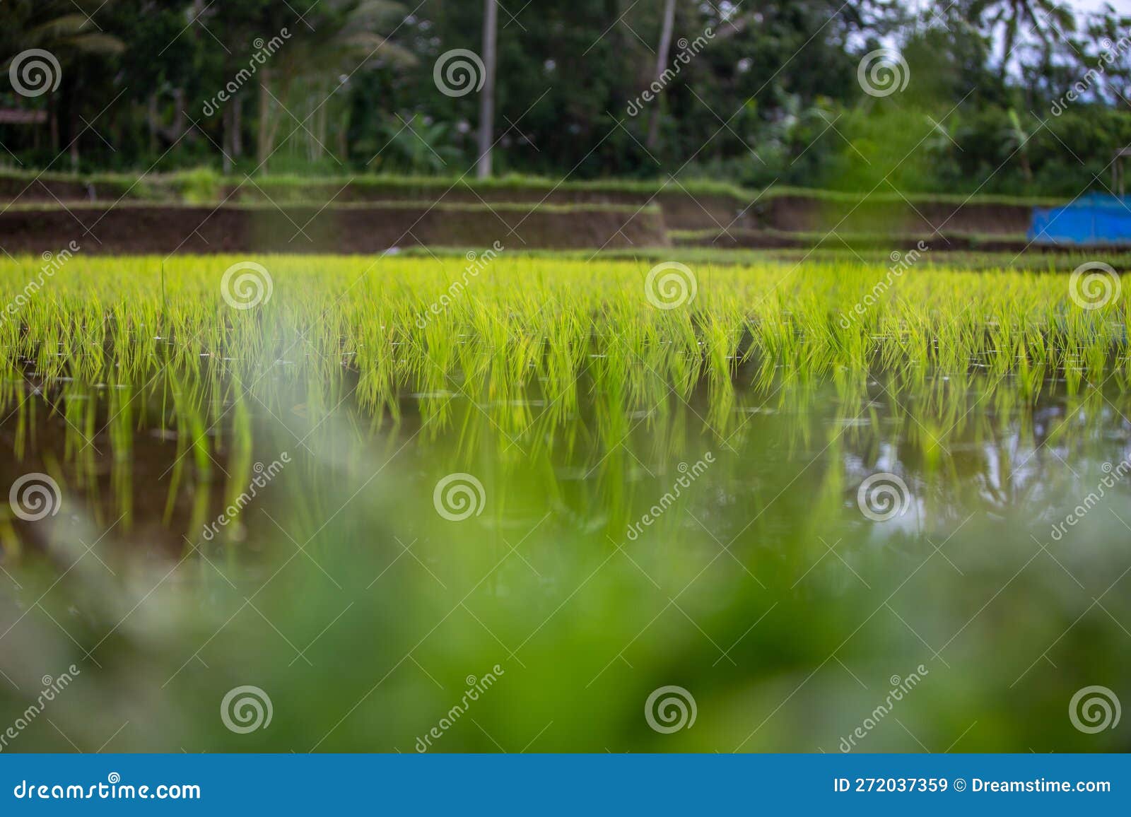 A Rice patty growing stock image. Image of grass, majestic - 272037359