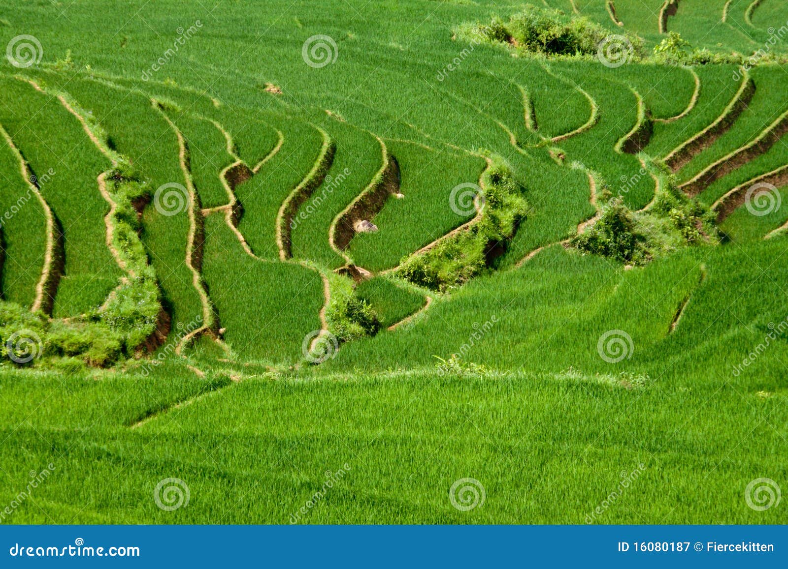 Rice patty terraces stock image. Image of farmer, paddies - 16080187