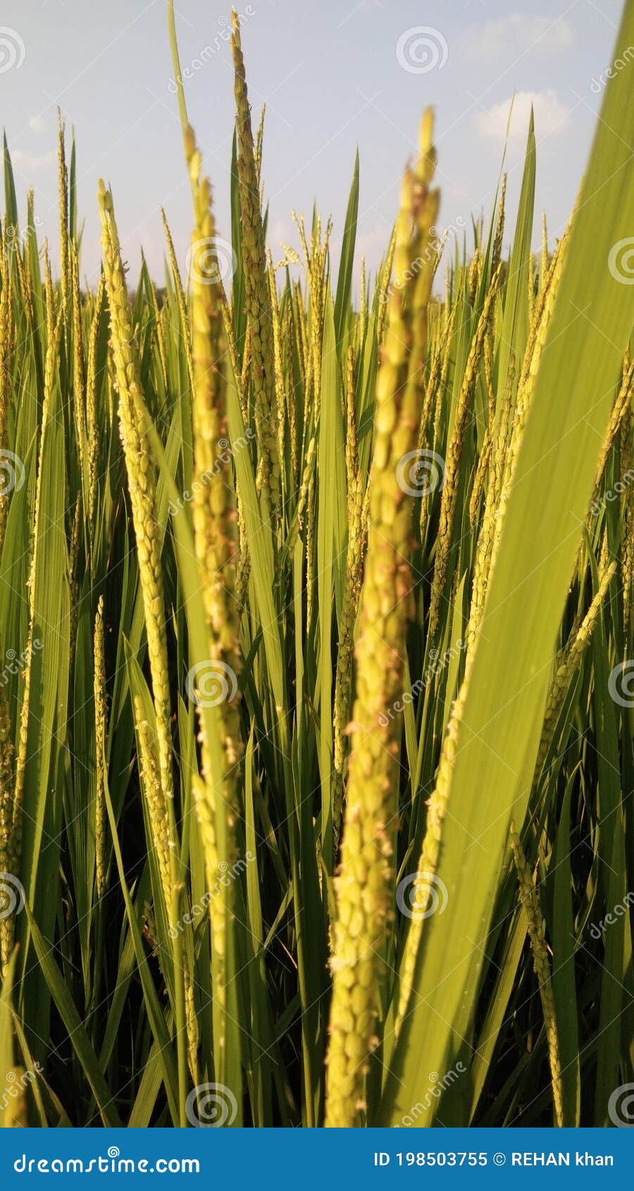 Rice Peddi Grasses Green Leafs Plants Stock Image - Image of crop, lawn ...