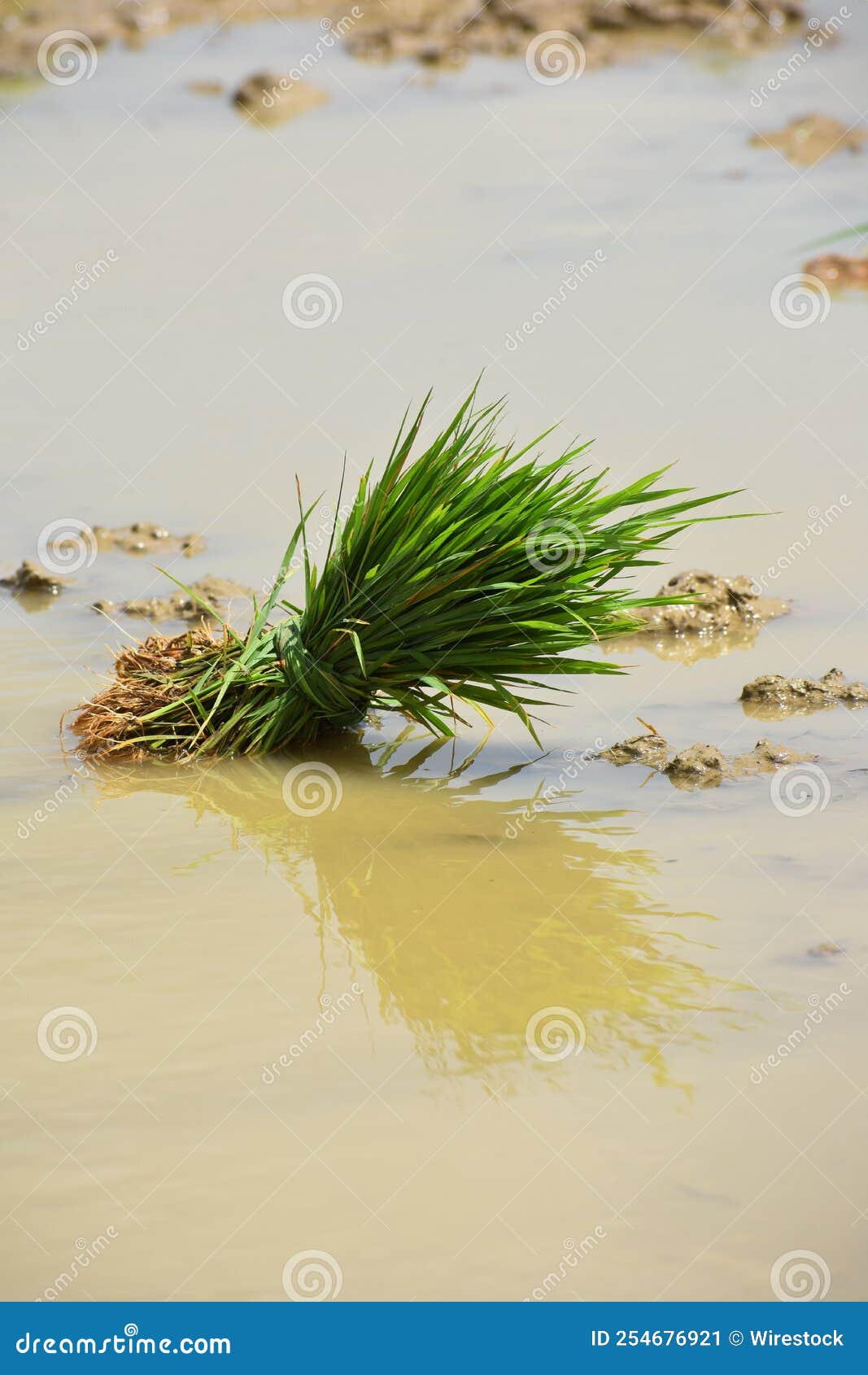 Rice Peddy from the Rice Field Stock Image - Image of rural, rice ...