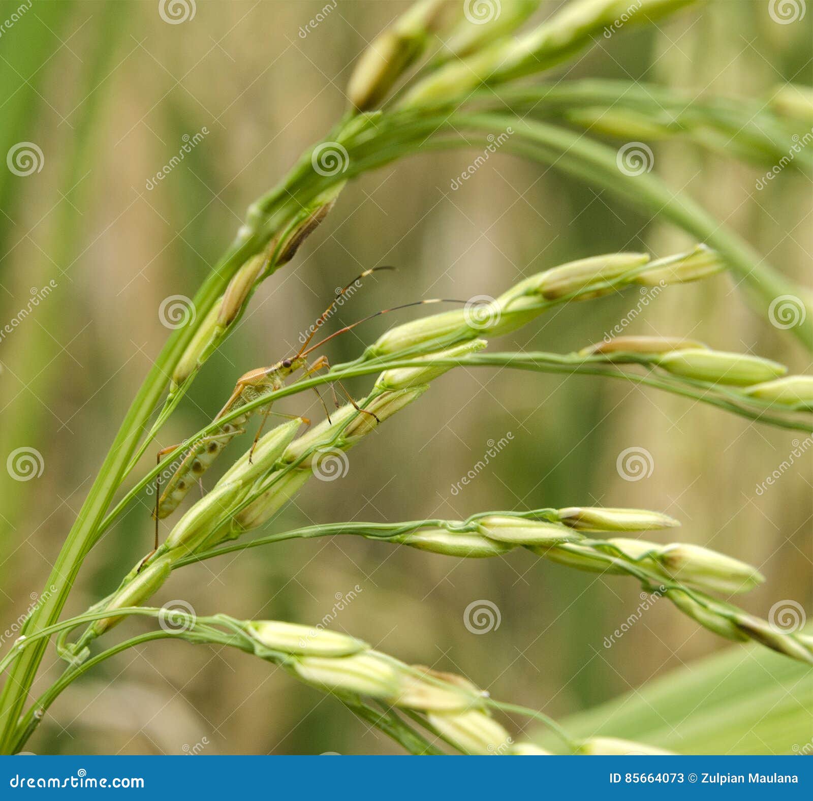 Rice Pests Royalty-Free Stock Image | CartoonDealer.com #85664902