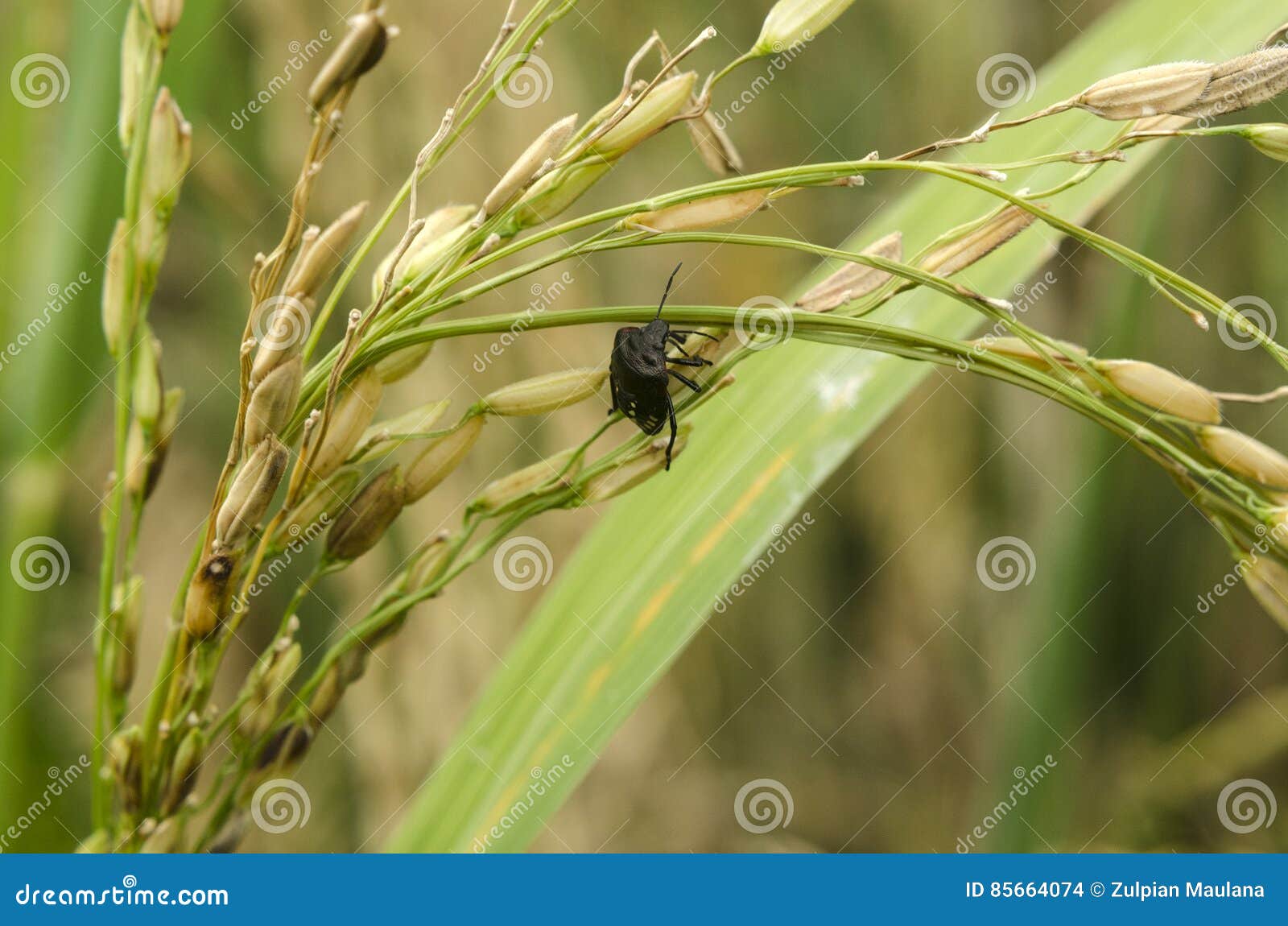Rice Pests Stock Image | CartoonDealer.com #85664821