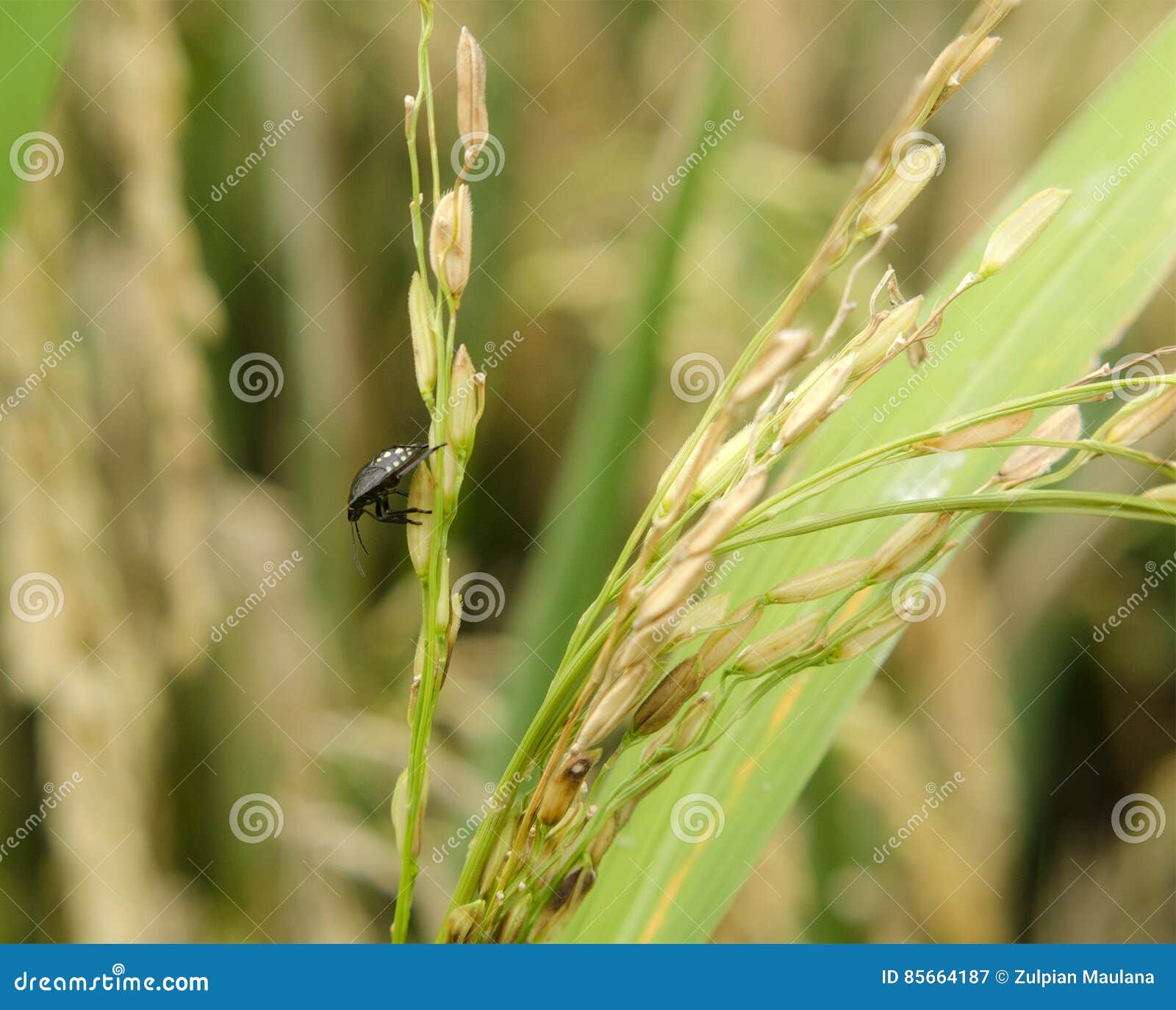 Rice pests stock image. Image of plants, destructive - 85664187
