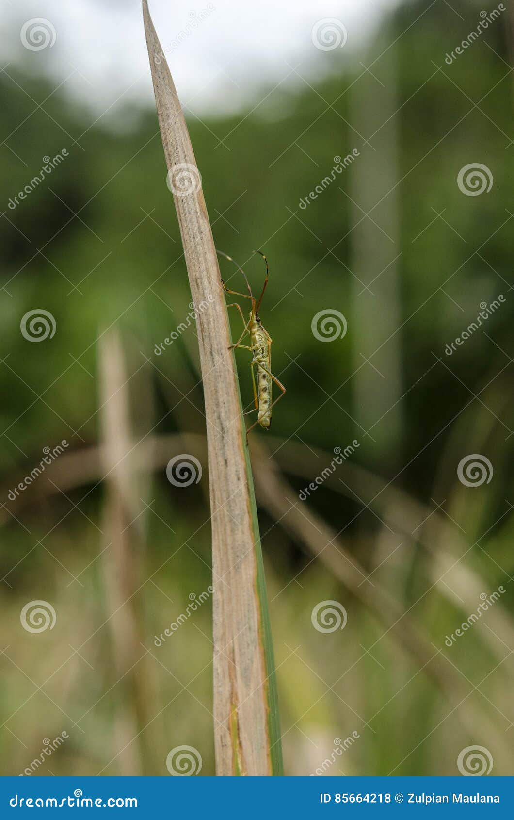 Rice Pests Royalty-Free Stock Image | CartoonDealer.com #85664902