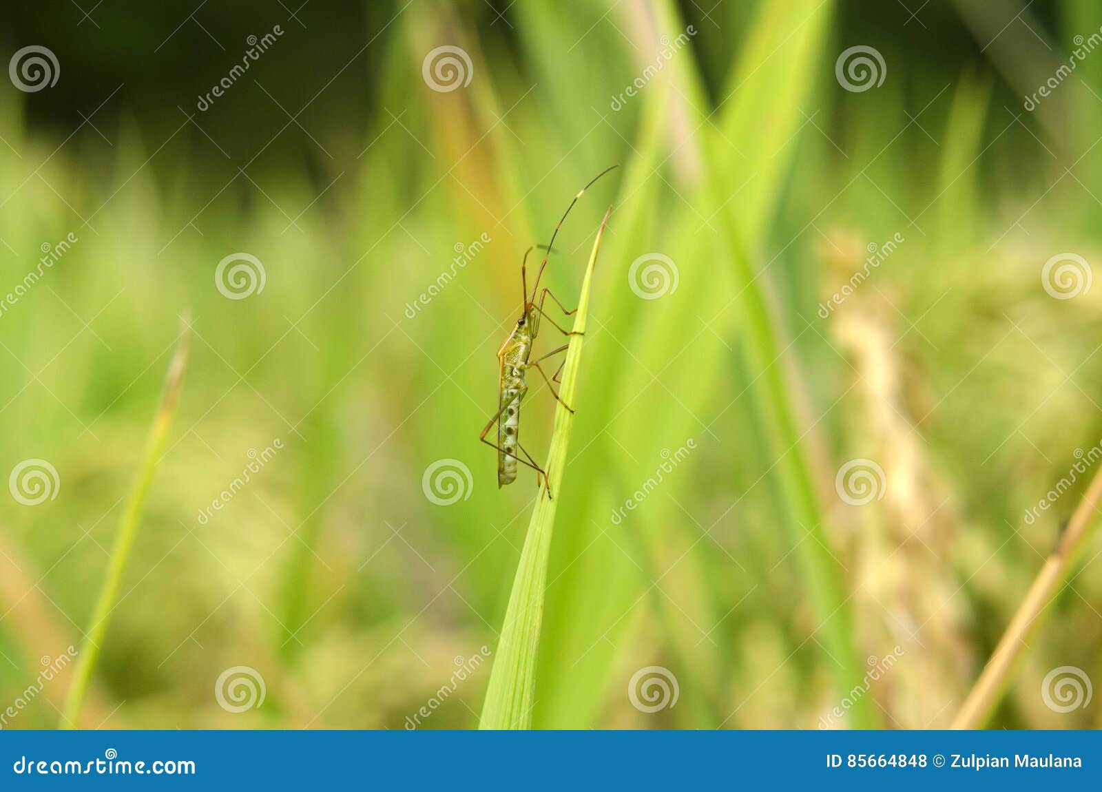 Rice Pests Royalty-Free Stock Image | CartoonDealer.com #85664902