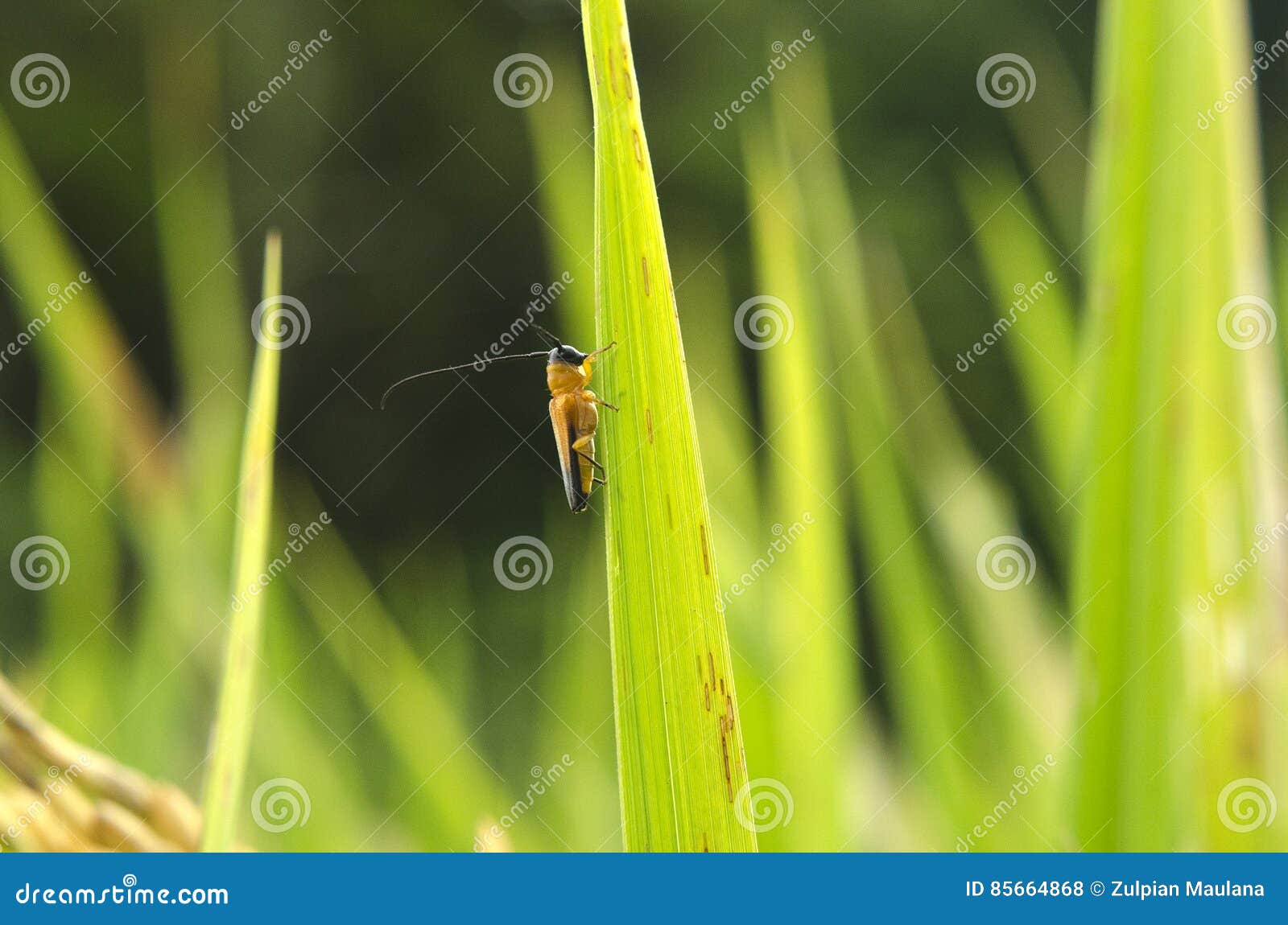 Rice Pests Royalty-Free Stock Image | CartoonDealer.com #85664902