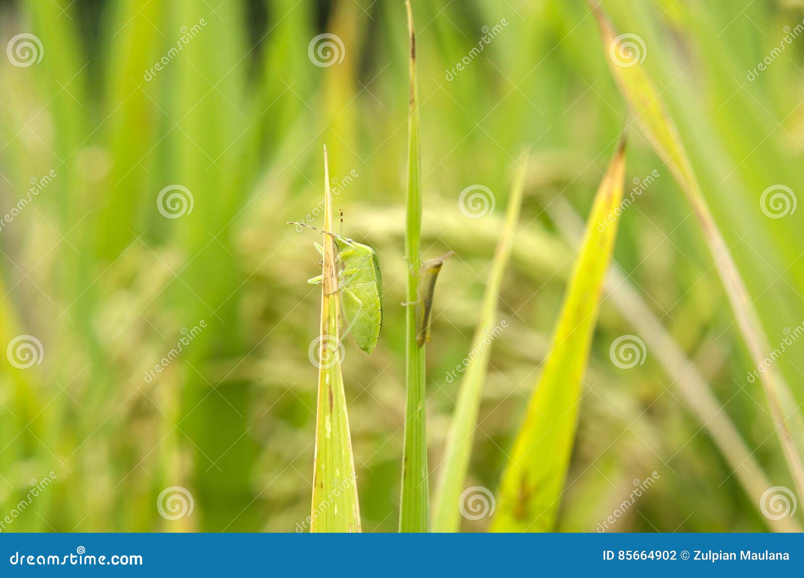 Rice Pests Royalty-Free Stock Image | CartoonDealer.com #85664902