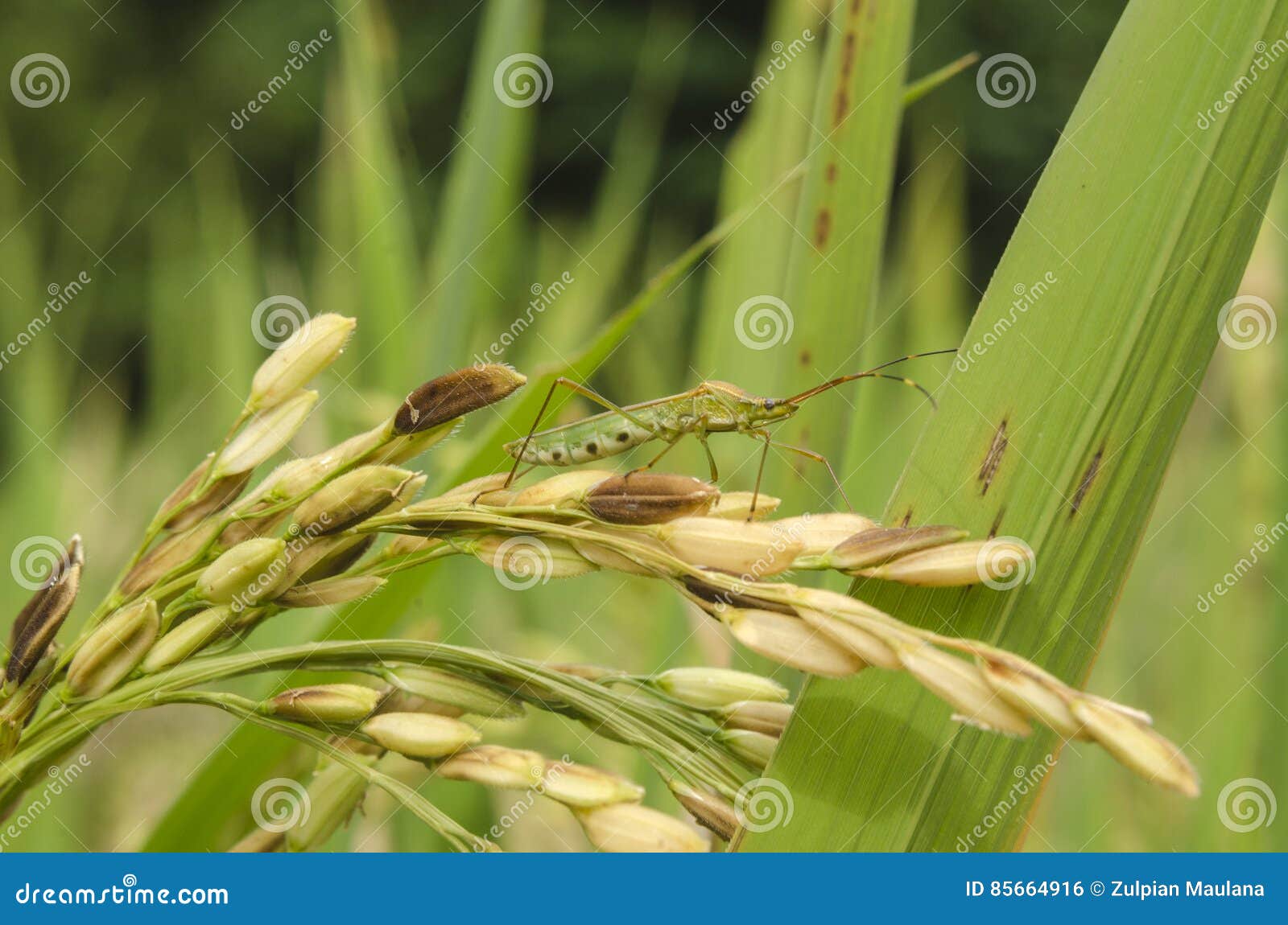 Rice pests stock photo. Image of small, indonesia, java - 85664916
