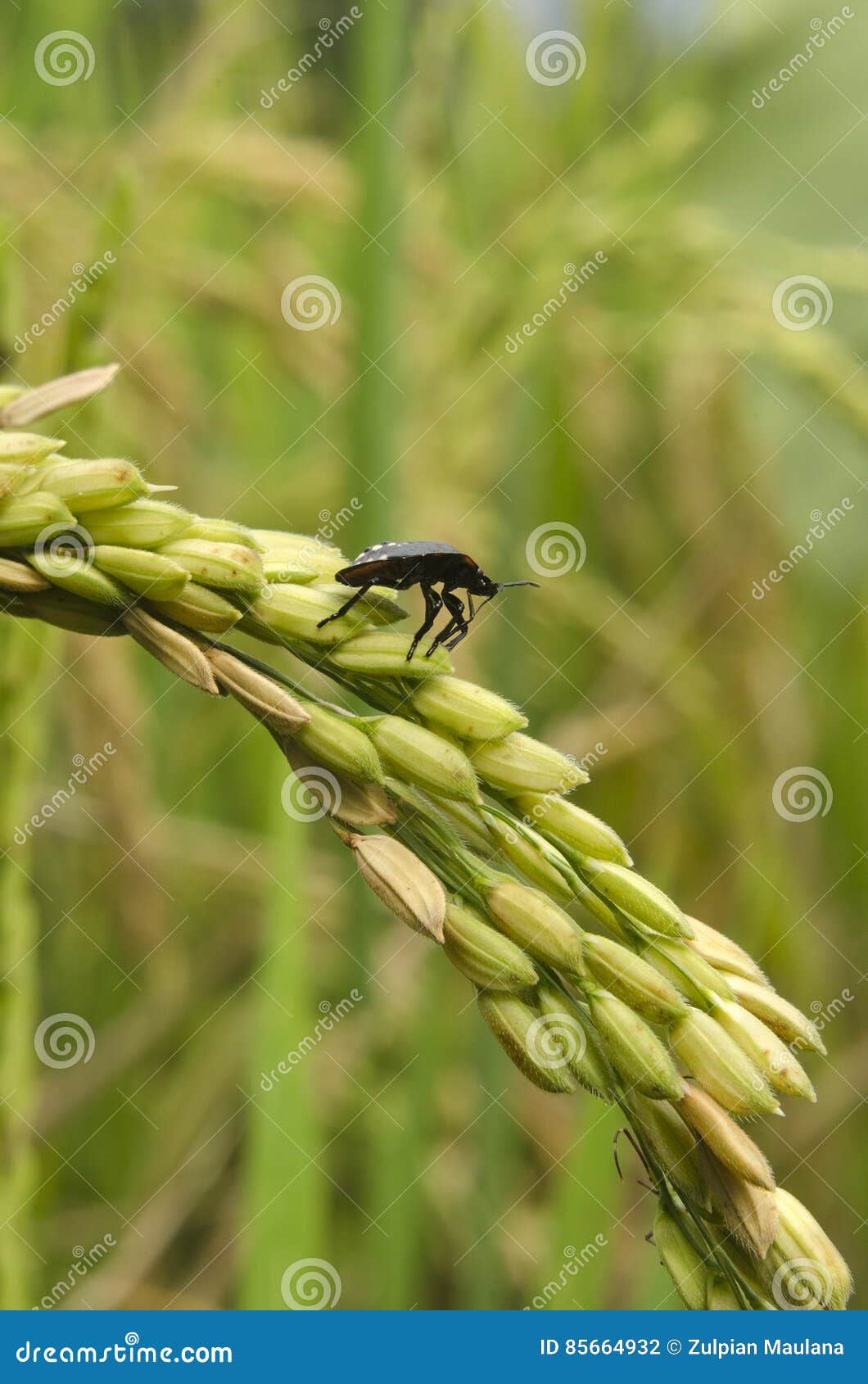 Rice pests stock photo. Image of outdoor, java, wildlife - 85664932