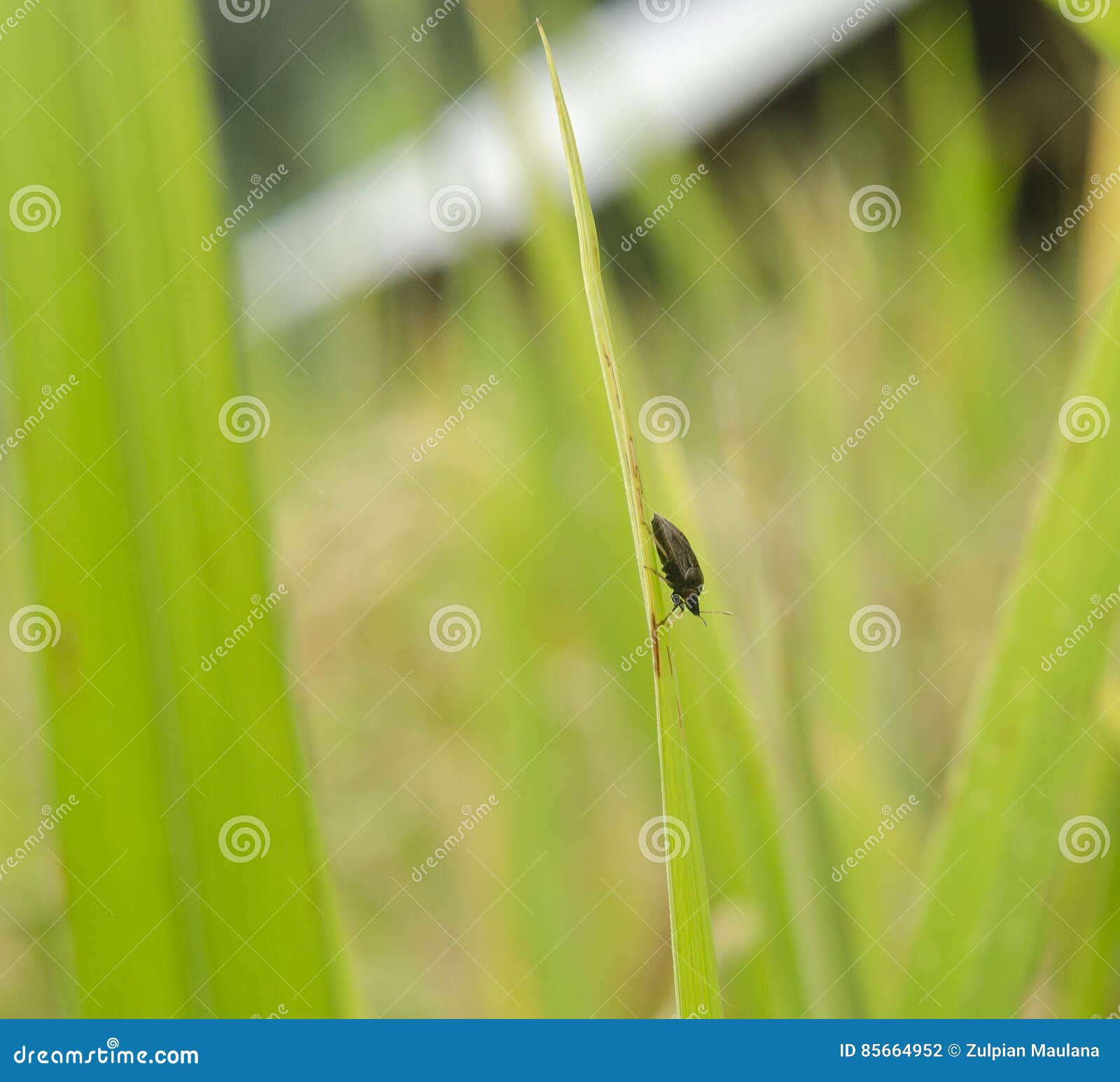 Rice Pests Royalty-Free Stock Image | CartoonDealer.com #85664902