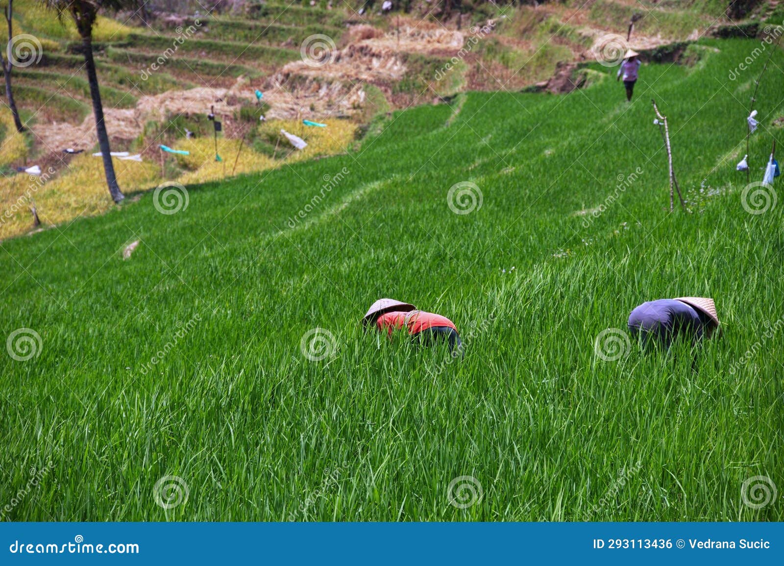 Rice Pickers in a Rice Field Editorial Photo - Image of flora ...