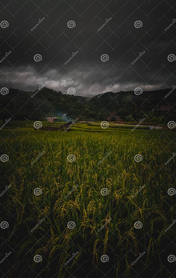 Rice Place on the point stock image. Image of flower - 242469971