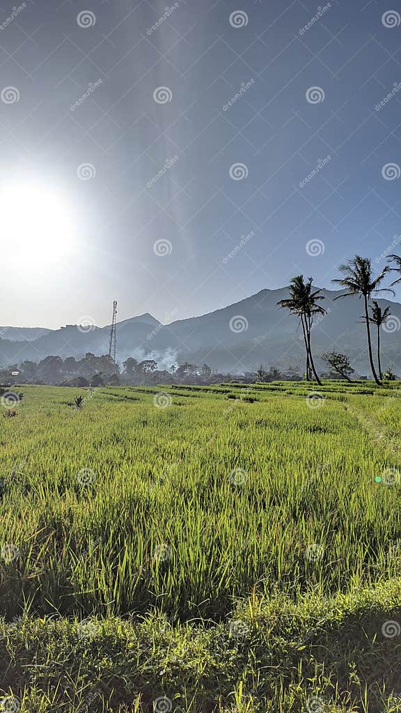 Rice plan 3 month stock image. Image of mouth, plant - 266778531
