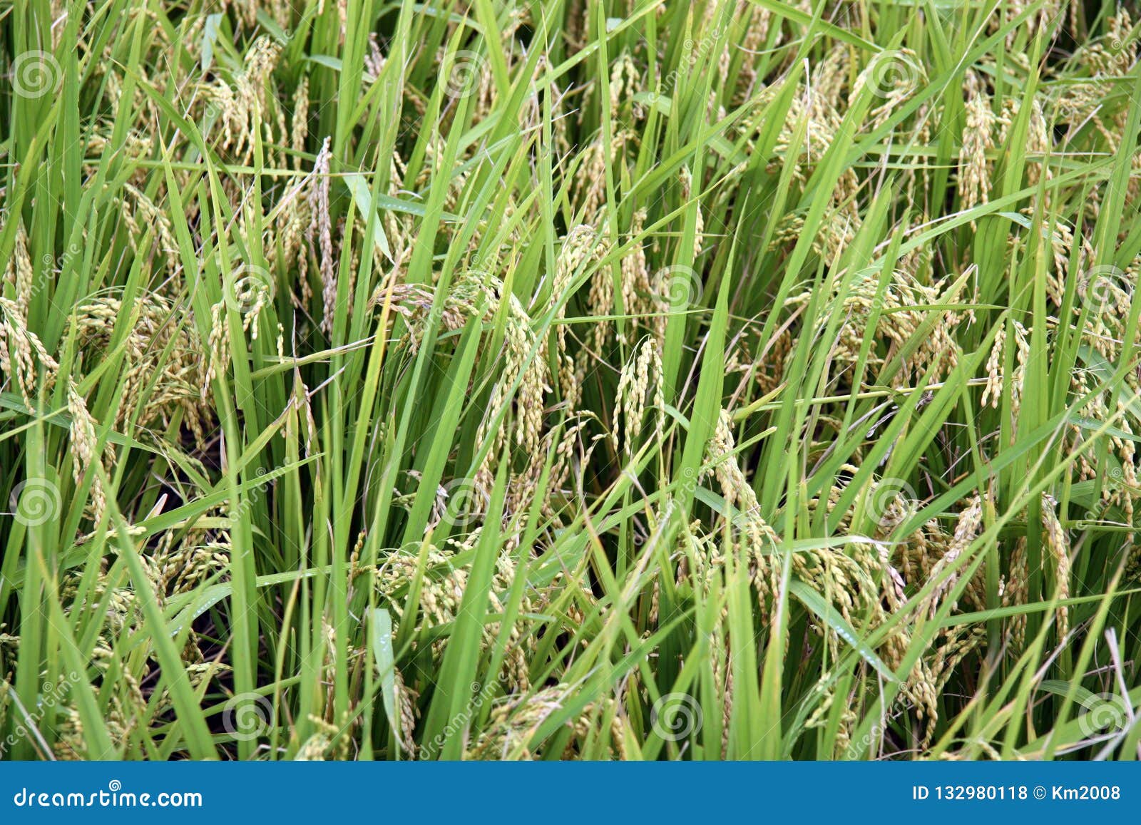 Rice plants in Taiwan stock photo. Image of scenery - 132980118