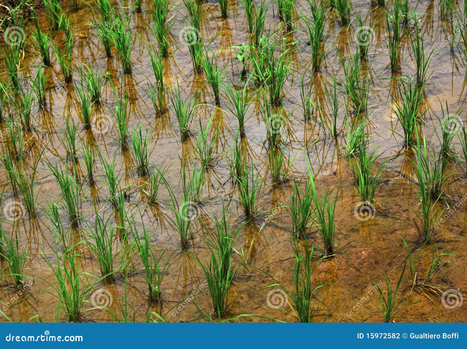 Rice plant stock photo. Image of asian, scenery, meadow - 15972582