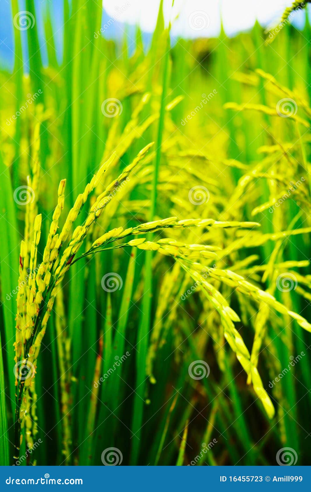 Rice plant stock image. Image of nourishment, close, green - 16455723