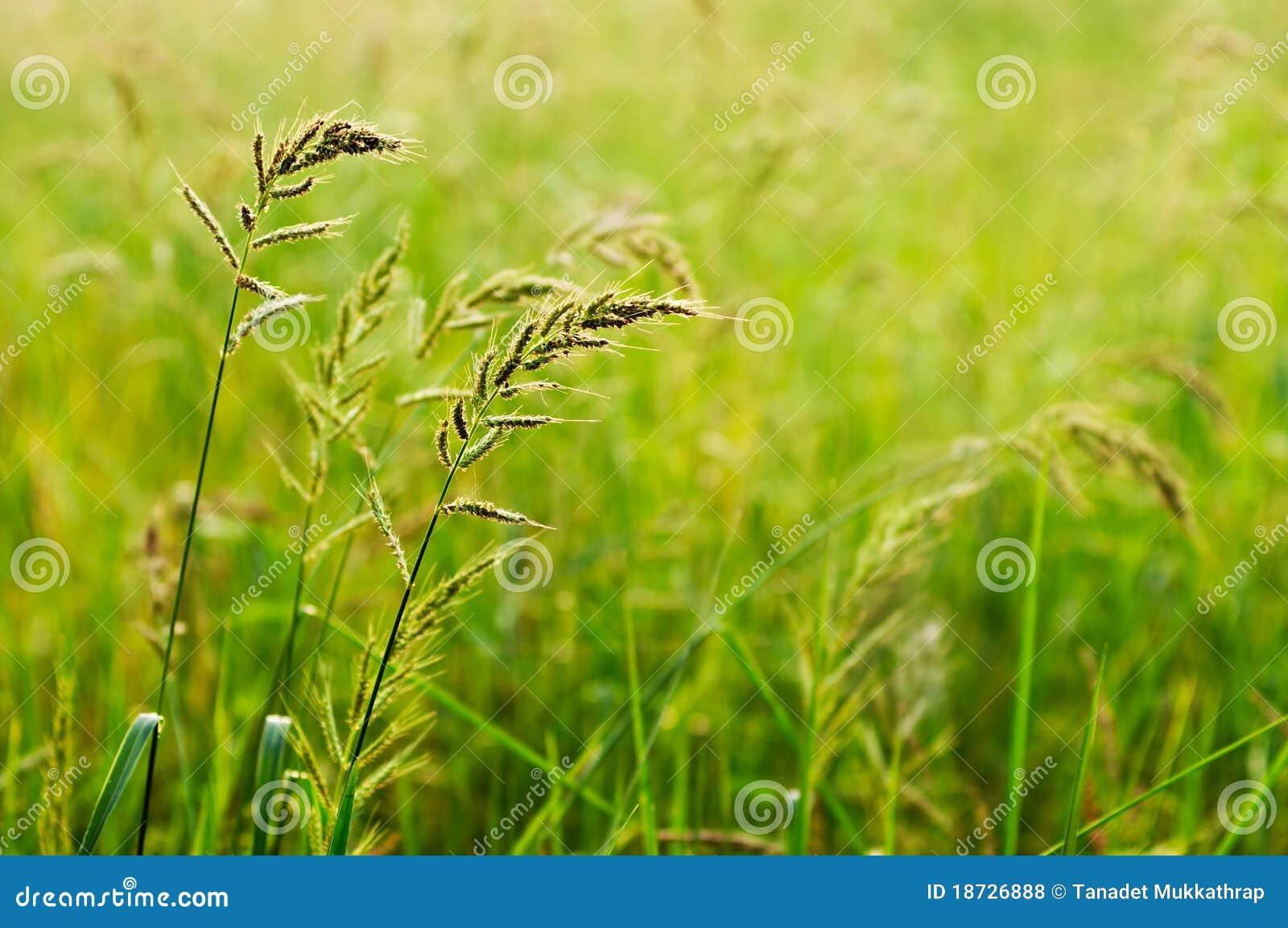 Rice Plant And White Rice , Uncooked Raw Cereals Royalty-Free Stock ...