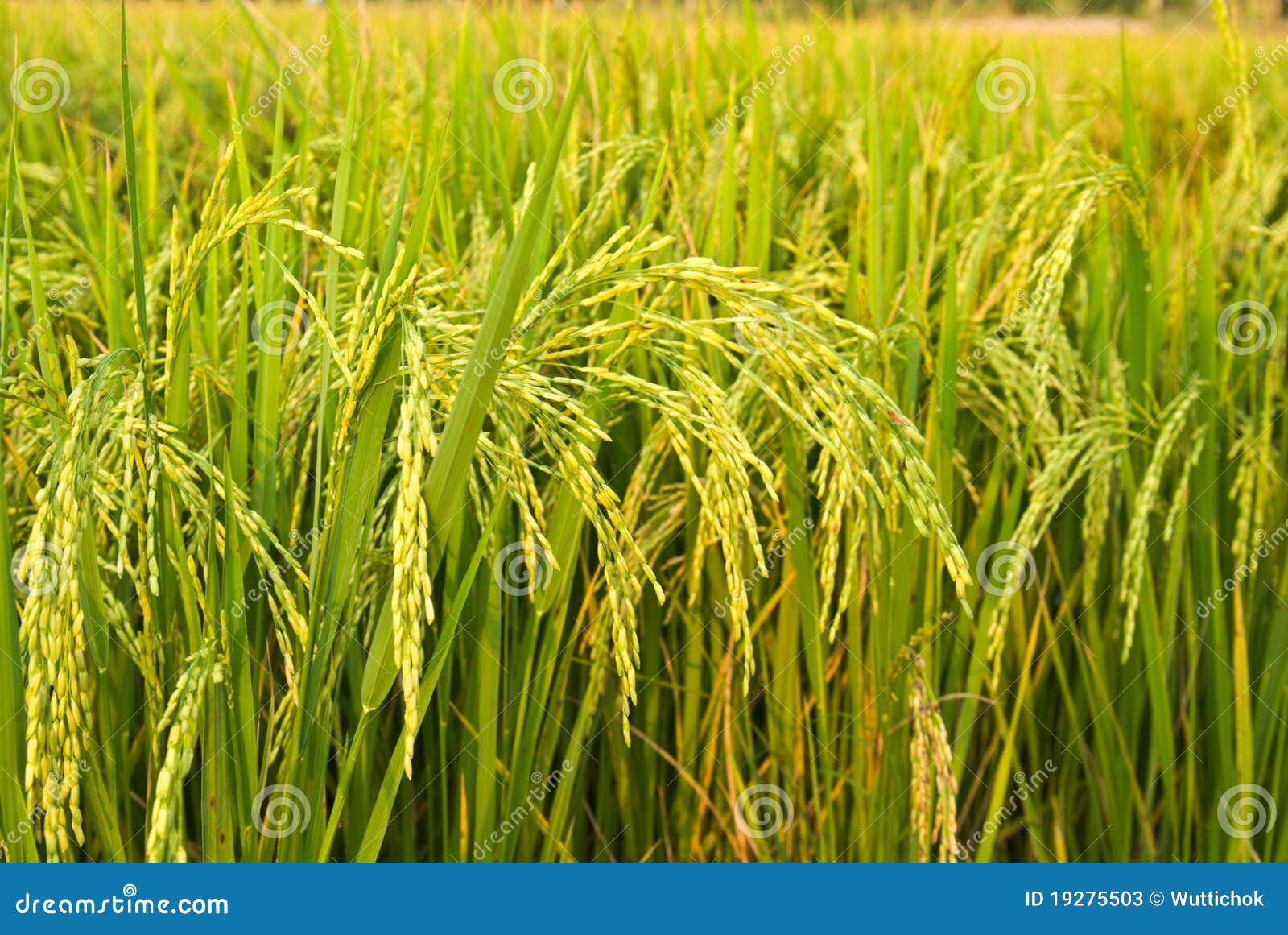 Rice Plant Stock Photos - Image: 19275503