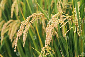 Rice plant stock photo. Image of plant, detail, plantation - 22689420