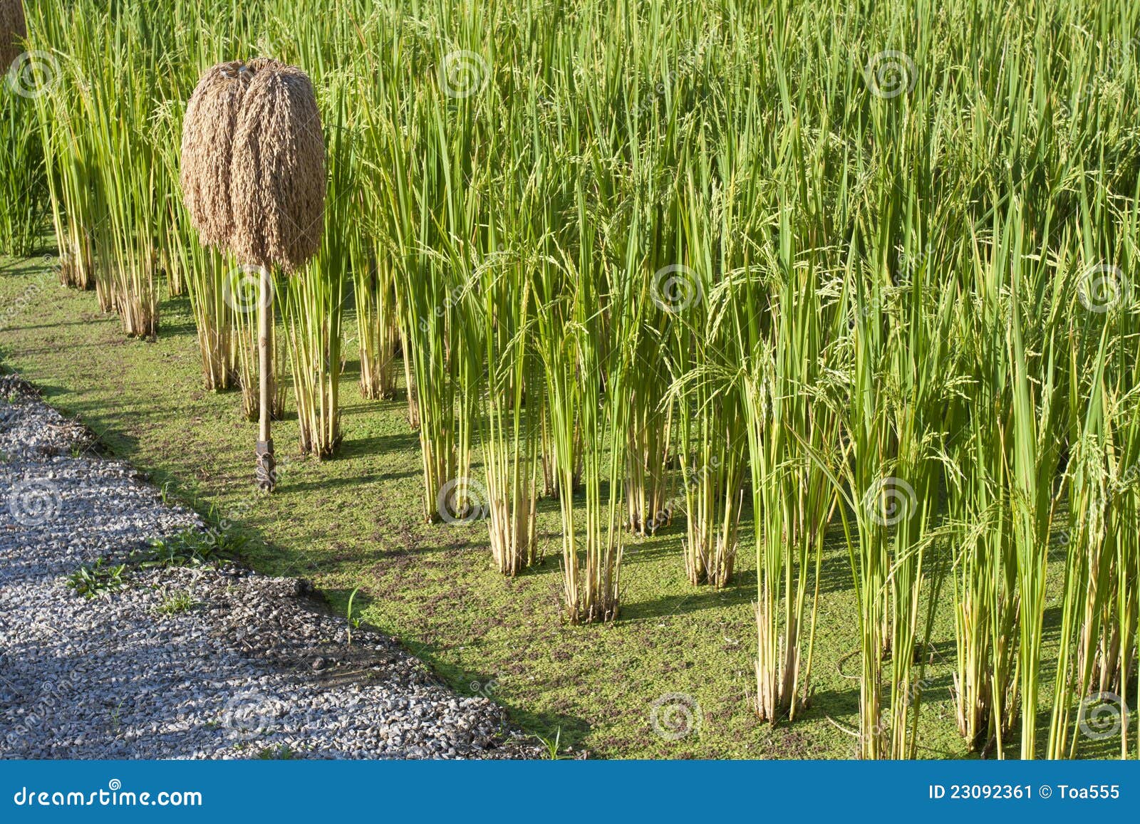 Rice plant stock image. Image of paddy, grain, agriculture - 23092361