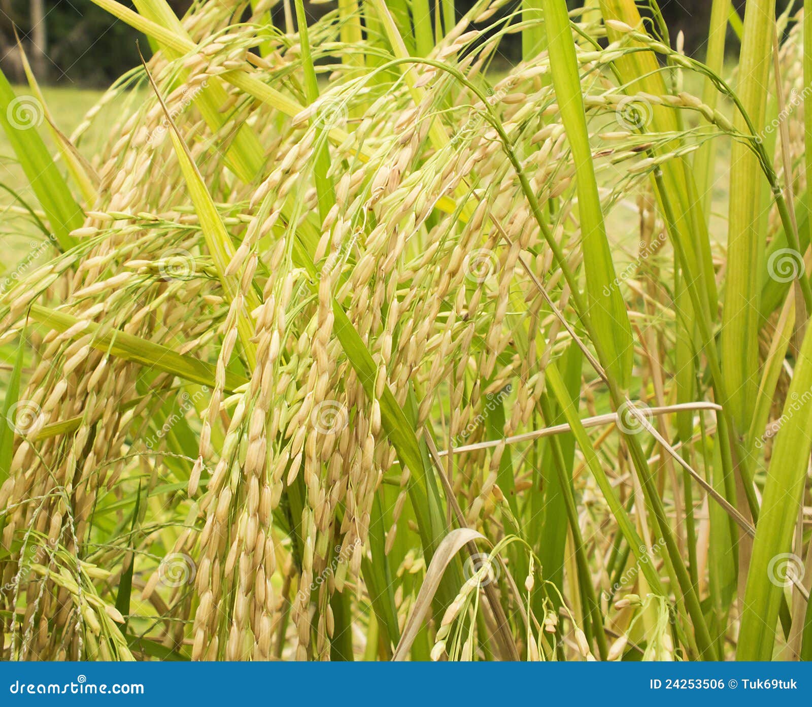 Rice plant stock photo. Image of asia, autumn, economical - 24253506