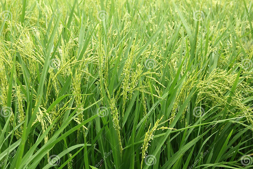 Rice plant stock photo. Image of raise, crop, paddy, farm - 26045418