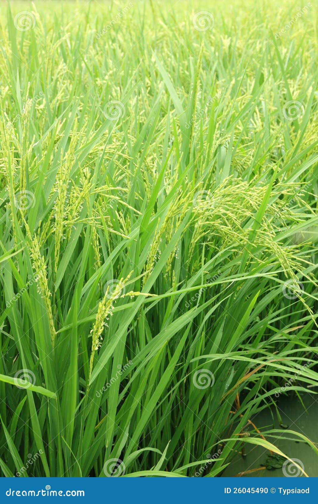 Rice plant stock photo. Image of nature, delicious, harvest - 26045490