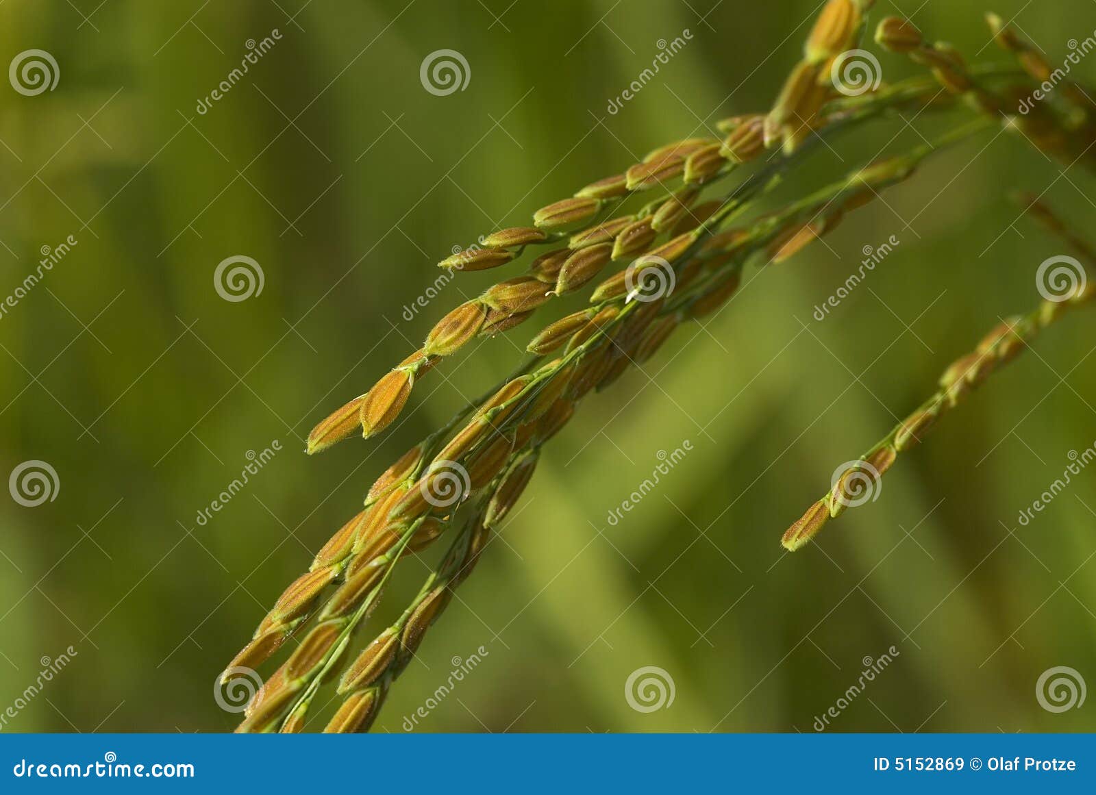 Rice Plant stock image. Image of food, single, kernels - 5152869