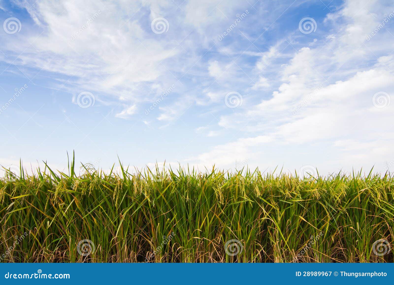 Rice Plant Against Blue Sky Stock Image - Image of chinese, farmland ...