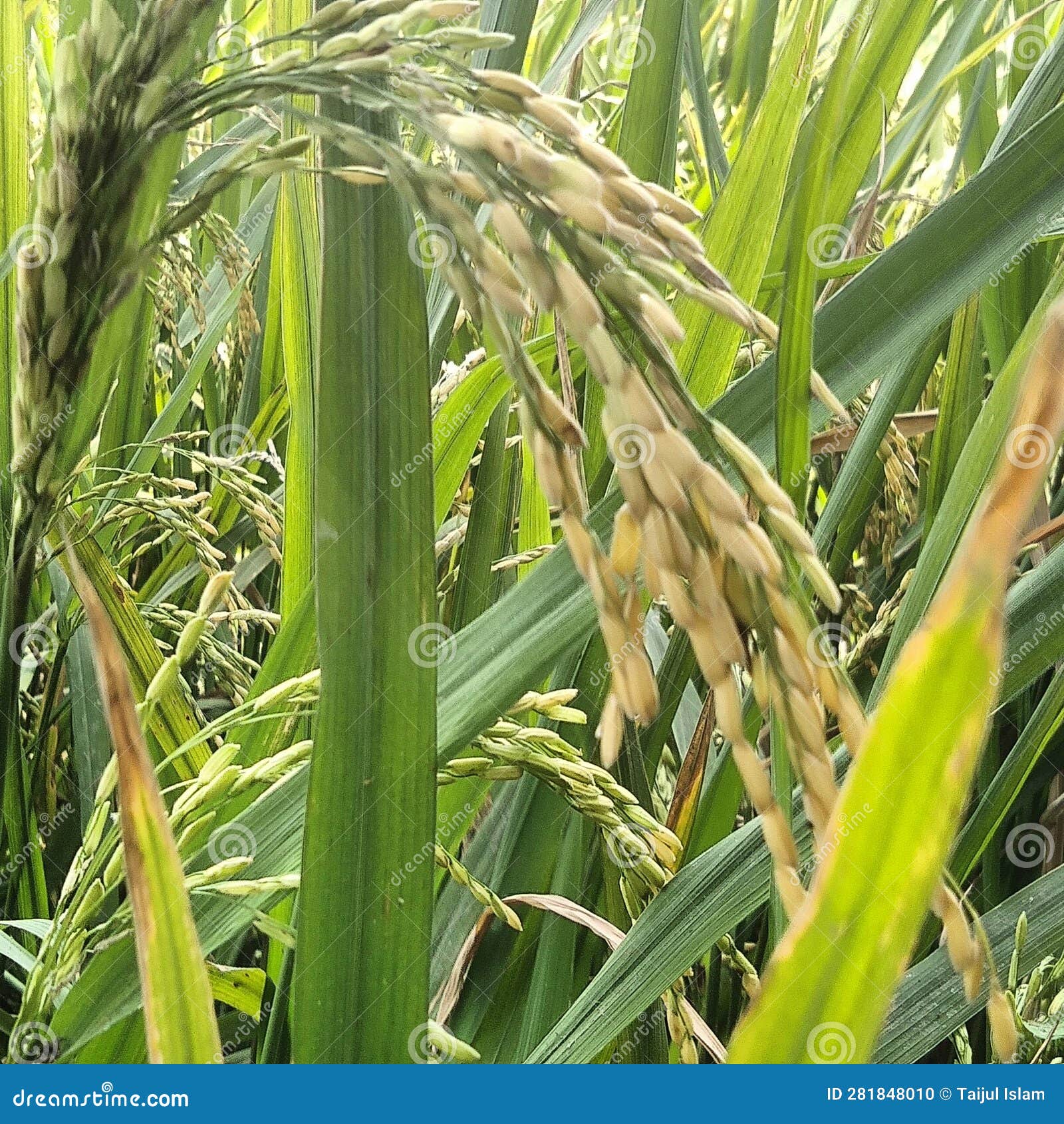 Rice Plant in Assam Very Nice Stock Photo - Image of plant, rice: 281848010
