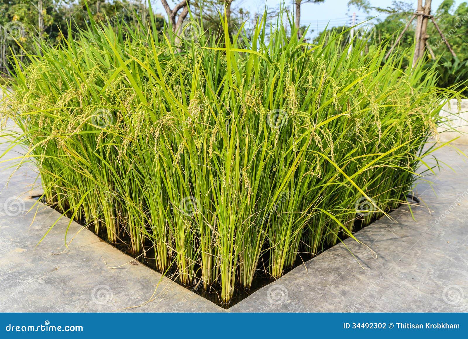 Rice plant stock photo. Image of golden, asia, cereal - 34492302