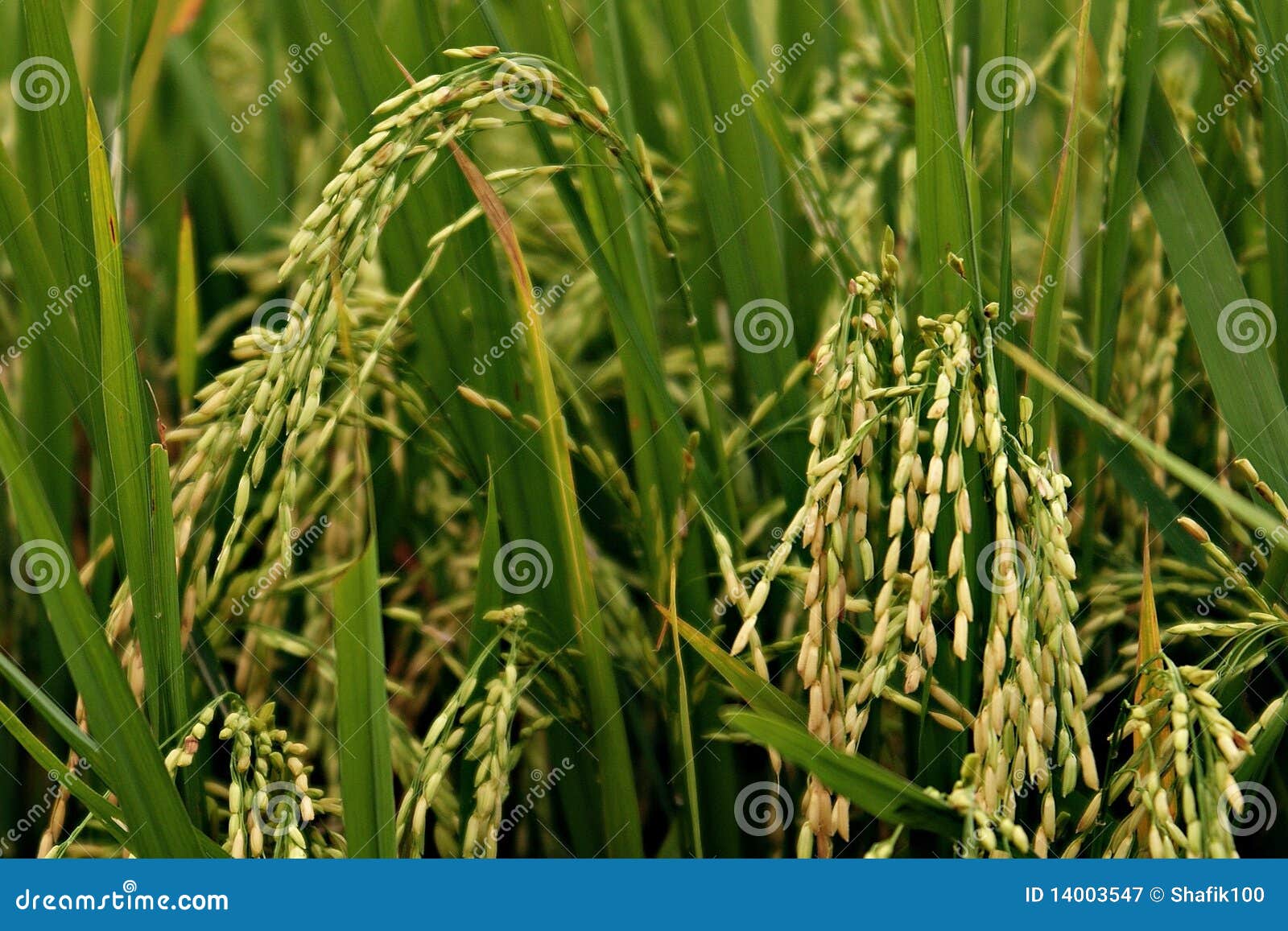 Rice Plant Close Up stock image. Image of grain, staple - 14003547 Rice Plant Close Up stock image. Image of grain, staple - 14003547