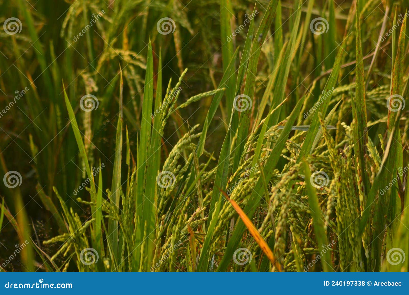 Rice in the plant close-up stock photo. Image of crop - 240197338