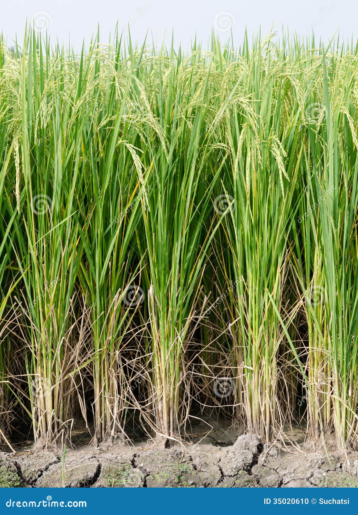 Rice plant stock photo. Image of asian, autumn, ripe - 35020610