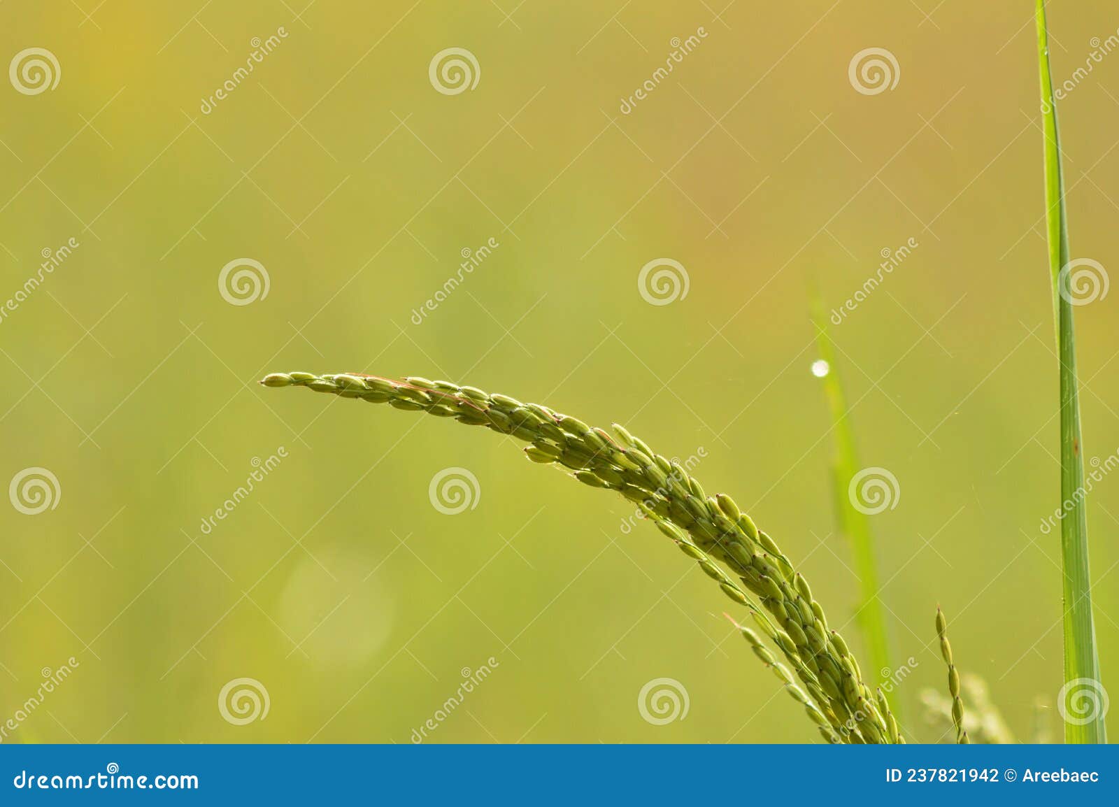Rice in the Plant Close-up with Blurred Green Background Stock Photo ...