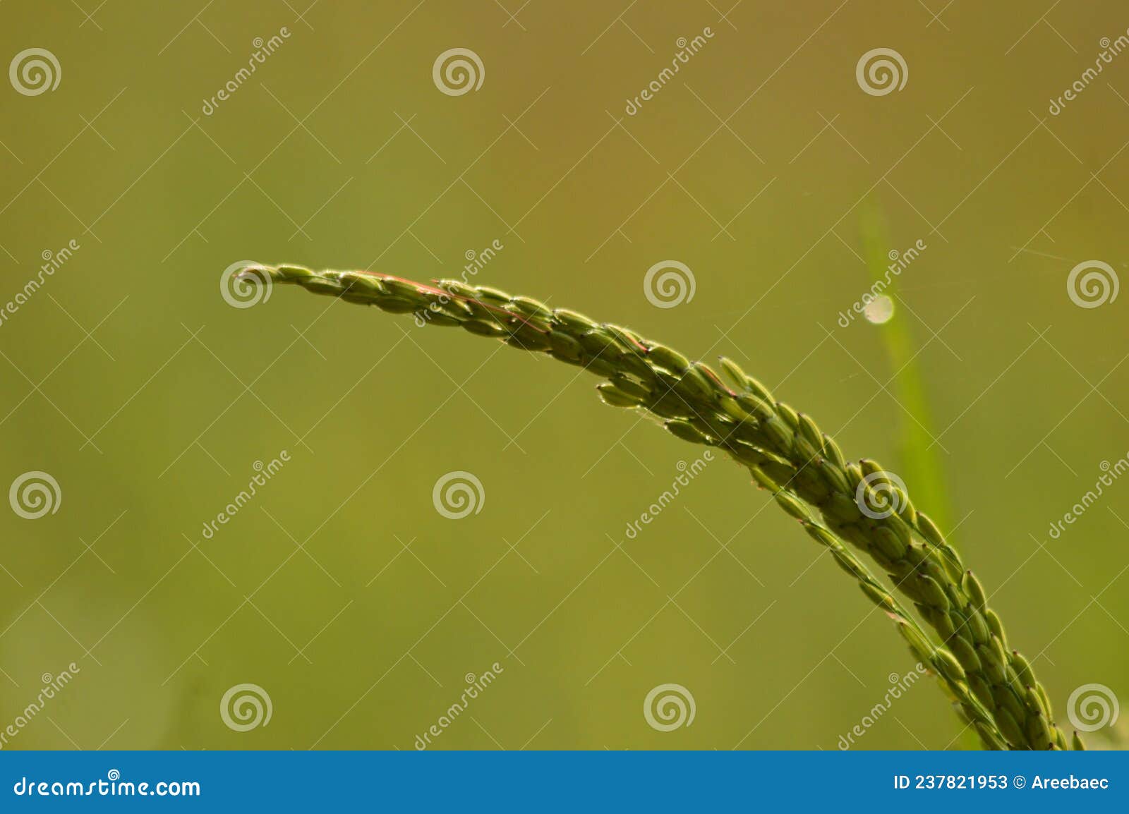 Rice in the Plant Close-up with Blurred Green Background Stock Image ...